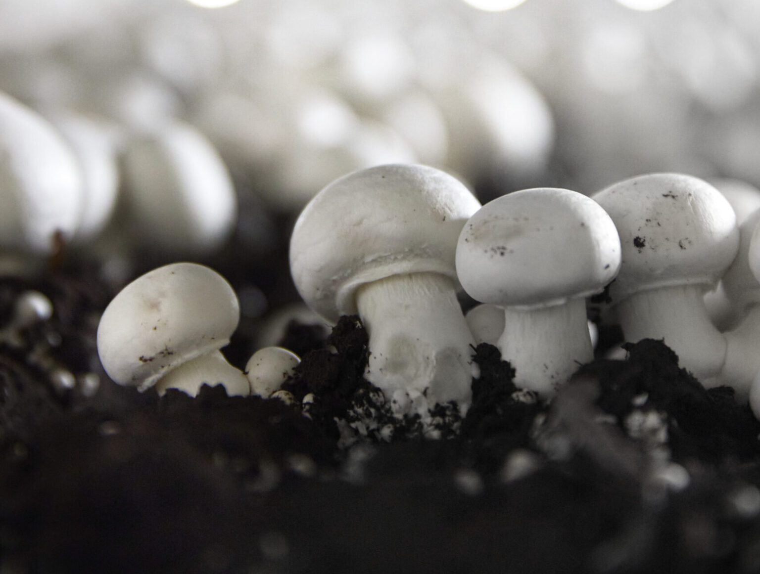 The Mushroom Makers - Edible Ottawa